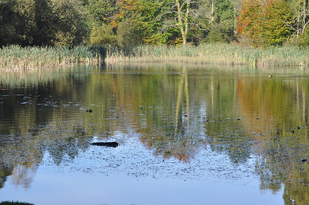 Donadea Forest Park Nature Walk, Kildare | Location | Activeme.ie